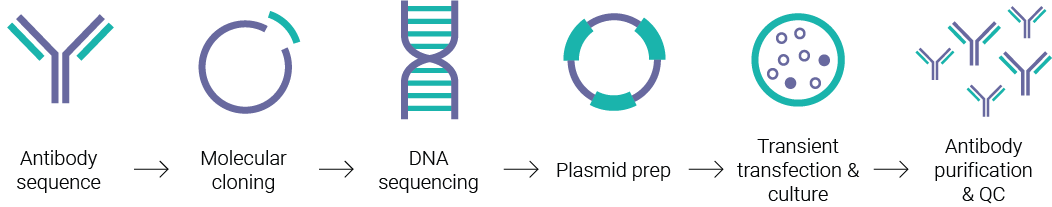 Innovative Antibody Engineering Services By Virax Biolabs