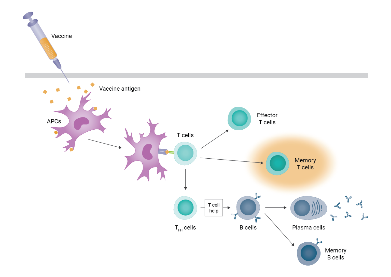 Vaccine Efficacy Testing Services By Virax Biolabs