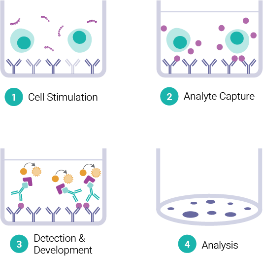 Vaccine Efficacy Testing – Virax Biolabs