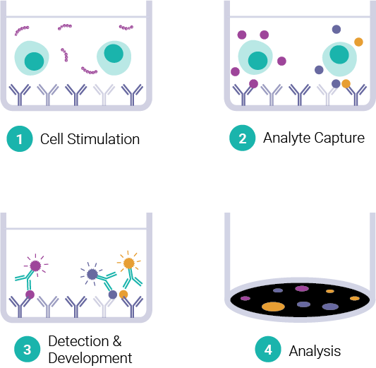 Vaccine Efficacy Testing – Virax Biolabs